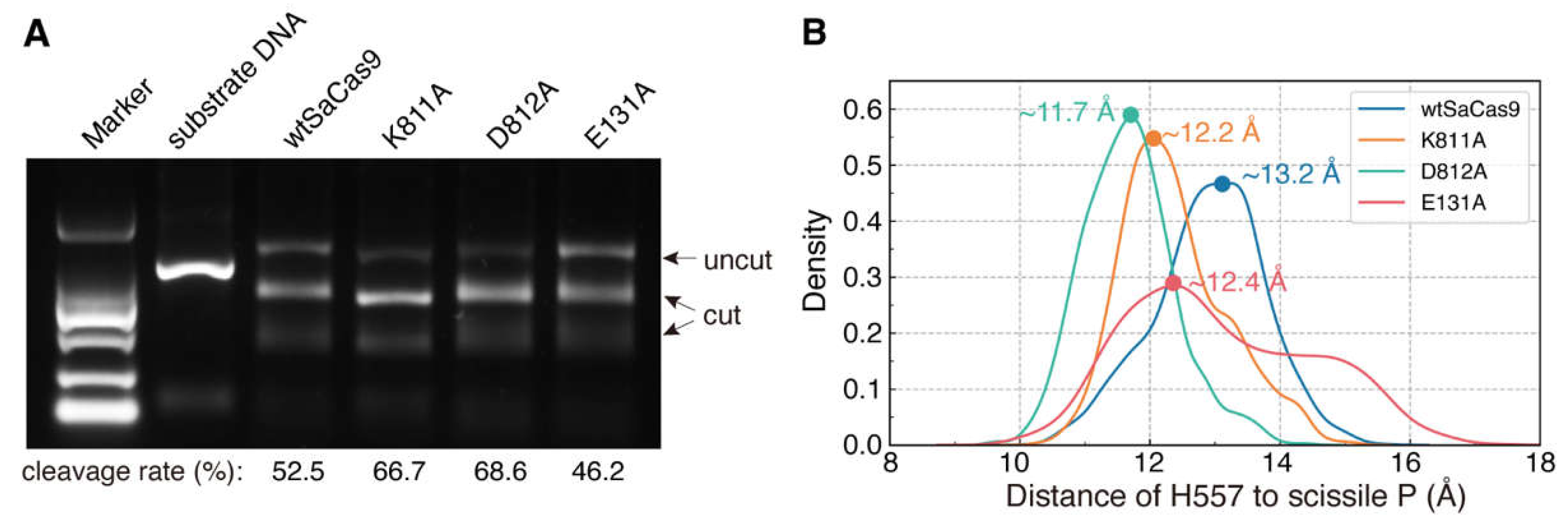 Full-Length Model of SaCas9-sgRNA-DNA Complex in Cleavage State