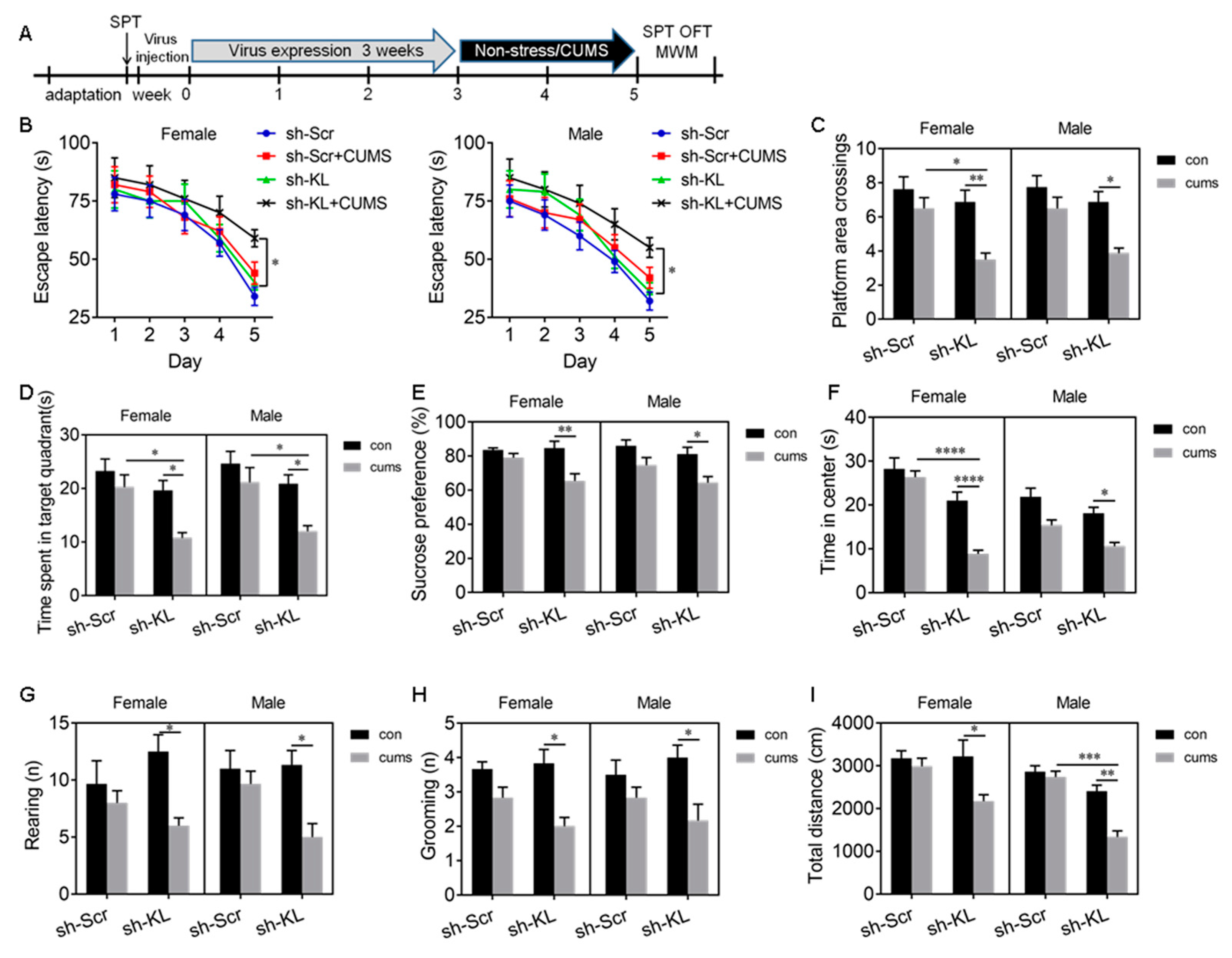 Ijms Free Full Text Klotho Regulated By Estrogen Plays A Key Role
