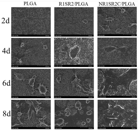 Characteristic Evaluation of Recombinant MiSp/Poly(lactic-co-glycolic ...