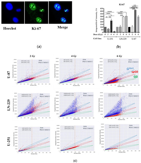 Polyploid/Multinucleated Giant and Slow-Cycling Cancer Cell Enrichment ...