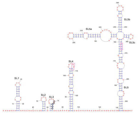 Structural and Functional RNA Motifs of SARS-CoV-2 and Influenza A Virus as a Target of Viral ...