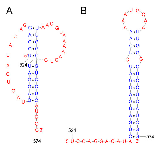 Structural and Functional RNA Motifs of SARS-CoV-2 and Influenza A ...