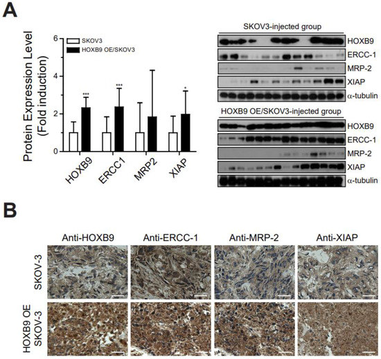 HOXB9 Overexpression Confers Chemoresistance to Ovarian Cancer Cells by ...