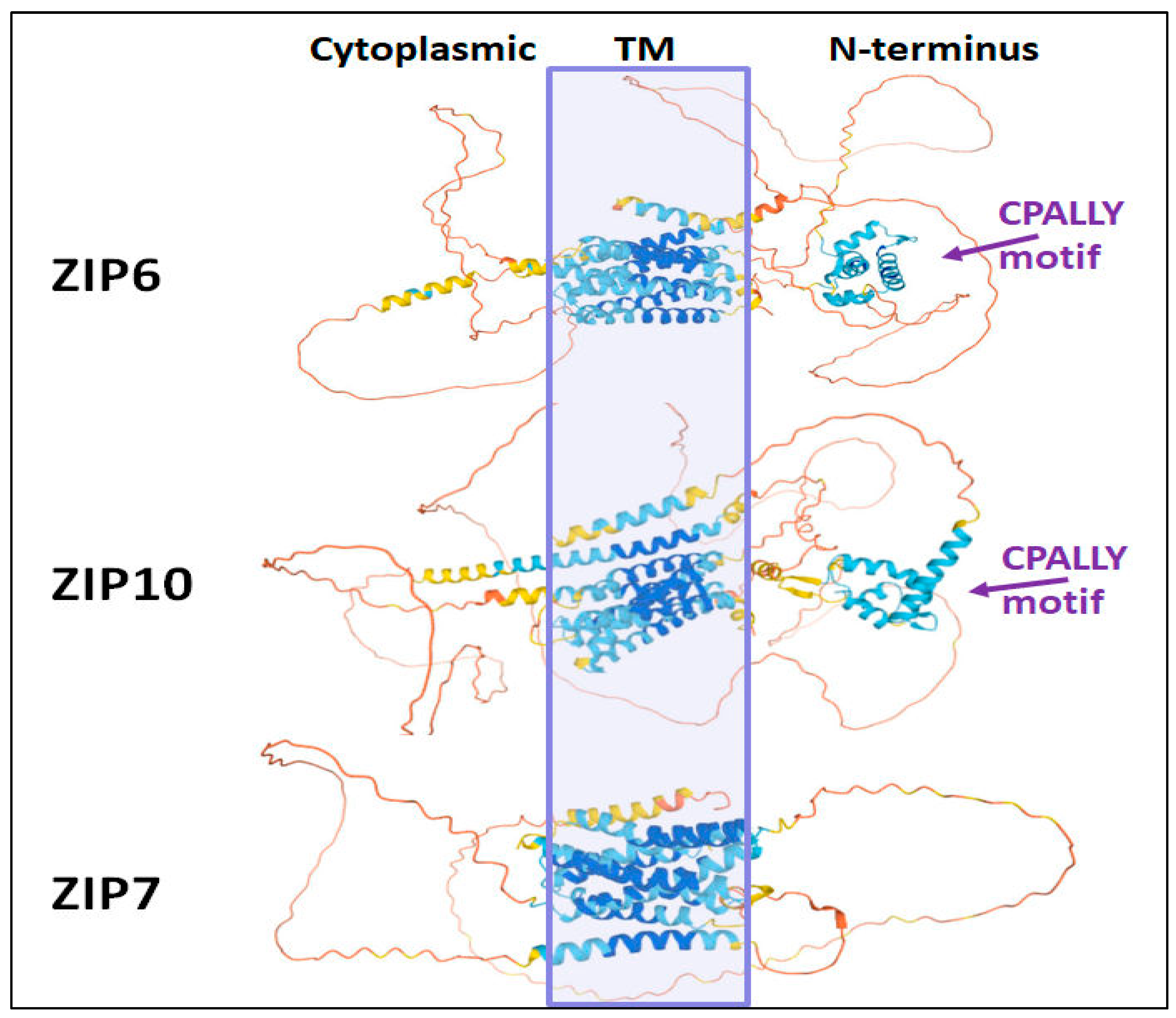 The LIV-1 Subfamily of Zinc Transporters: From Origins to Present Day ...
