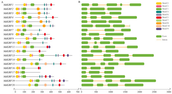IJMS | Free Full-Text | Genome-Wide Identification and Characterization of the GRF Gene Family ...