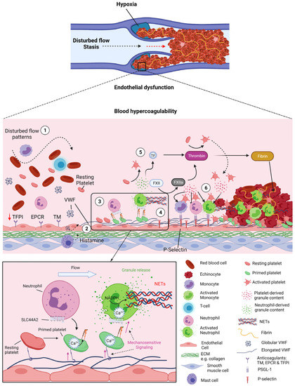 Platelet–Neutrophil Crosstalk in Thrombosis