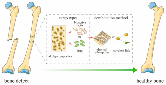 Nano-Hydroxyapatite Composite Scaffolds Loaded with Bioactive Factors ...
