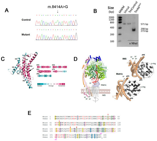 A Mutation in Mouse MT-ATP6 Gene Induces Respiration Defects and ...