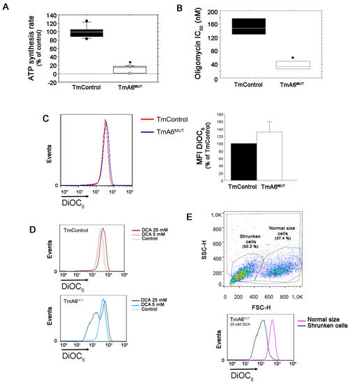 A Mutation in Mouse MT-ATP6 Gene Induces Respiration Defects and ...