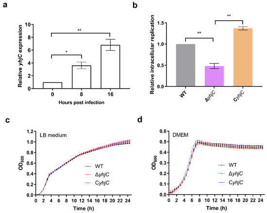 The LysR-Type Transcription Regulator YhjC Promotes the Systemic ...