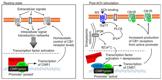 M3 Receptor Pathway Stimulates Rapid Transcription of the CB1 Receptor ...