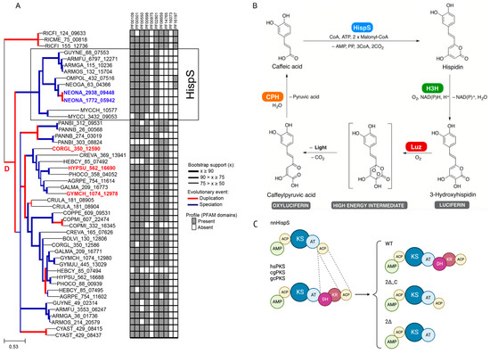 Domain Truncation in Hispidin Synthase Orthologs from Non ...