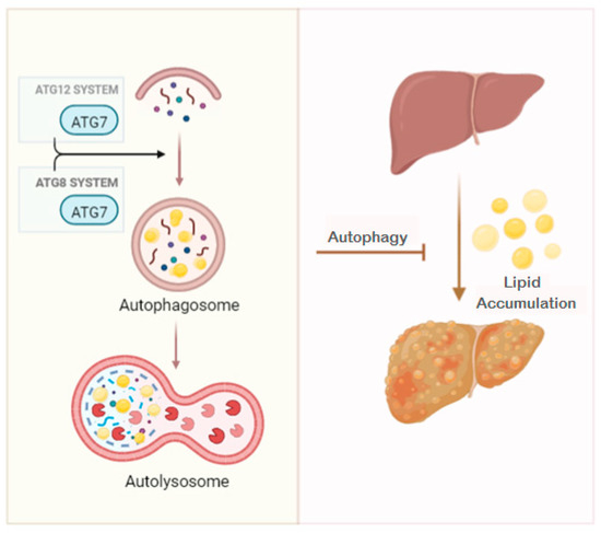Increased Hepatic ATG7 mRNA and ATG7 Protein Expression in Nonalcoholic Steatohepatitis ...