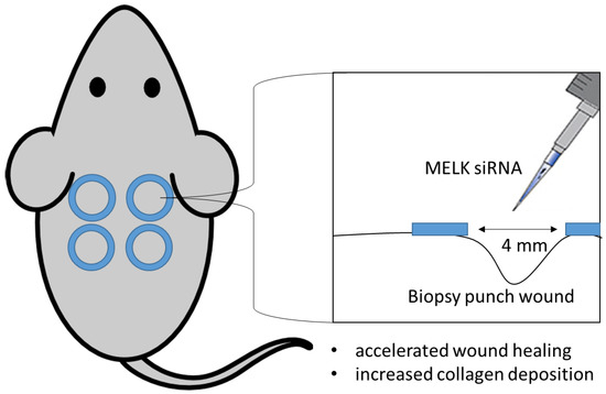 Ijms Free Full Text Sirna Mediated Melk Knockdown Induces