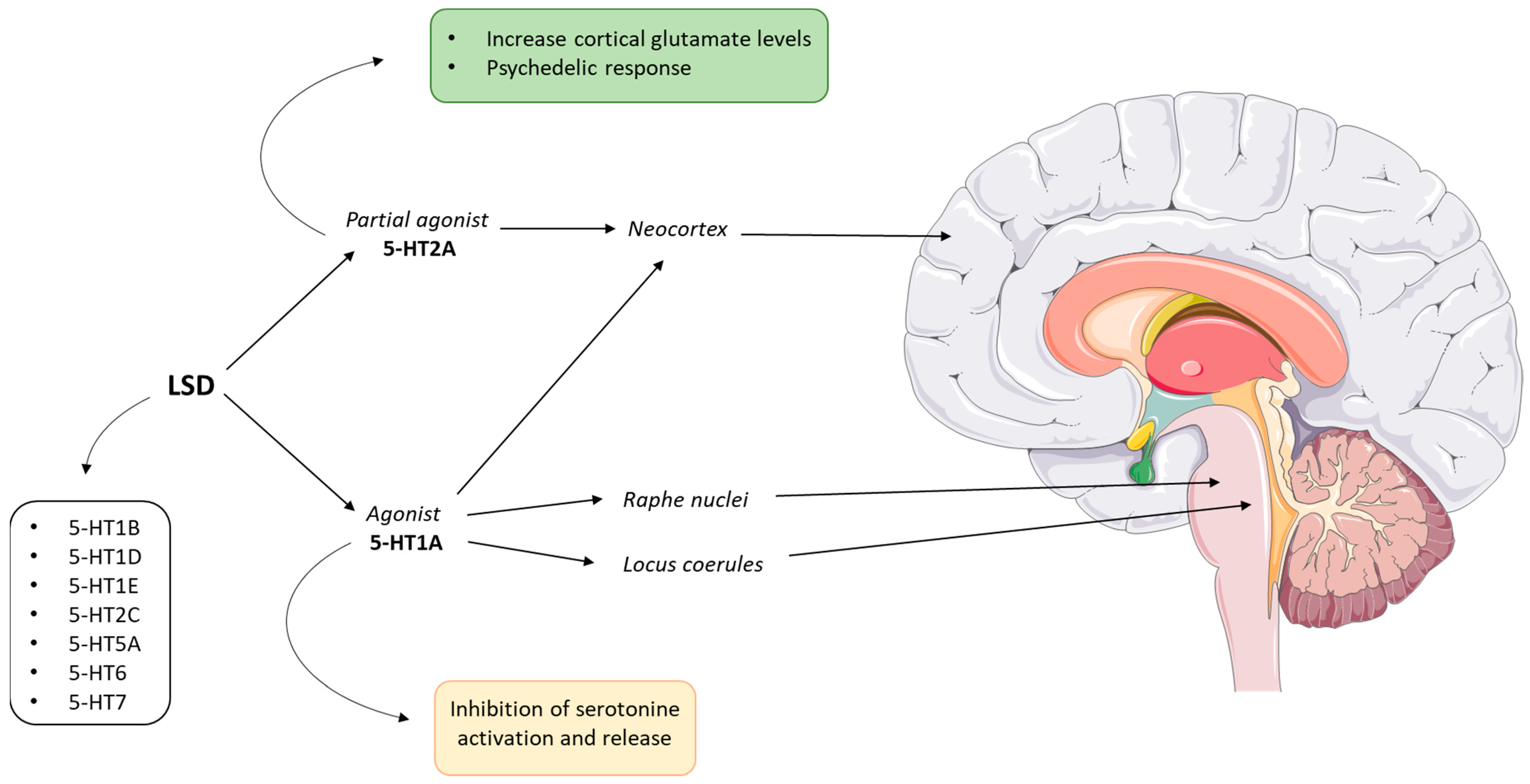 The Bright Side of Psychedelics: Latest Advances and Challenges in ...