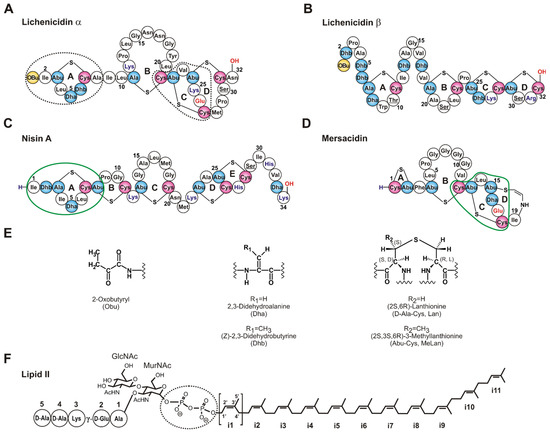 Specific Binding of the α-Component of the Lantibiotic Lichenicidin to ...
