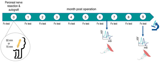 Repair of Long Peripheral Nerve Defects in Sheep: A Translational Model ...
