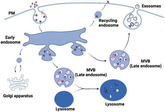 The Machinery of Exosomes: Biogenesis, Release, and Uptake