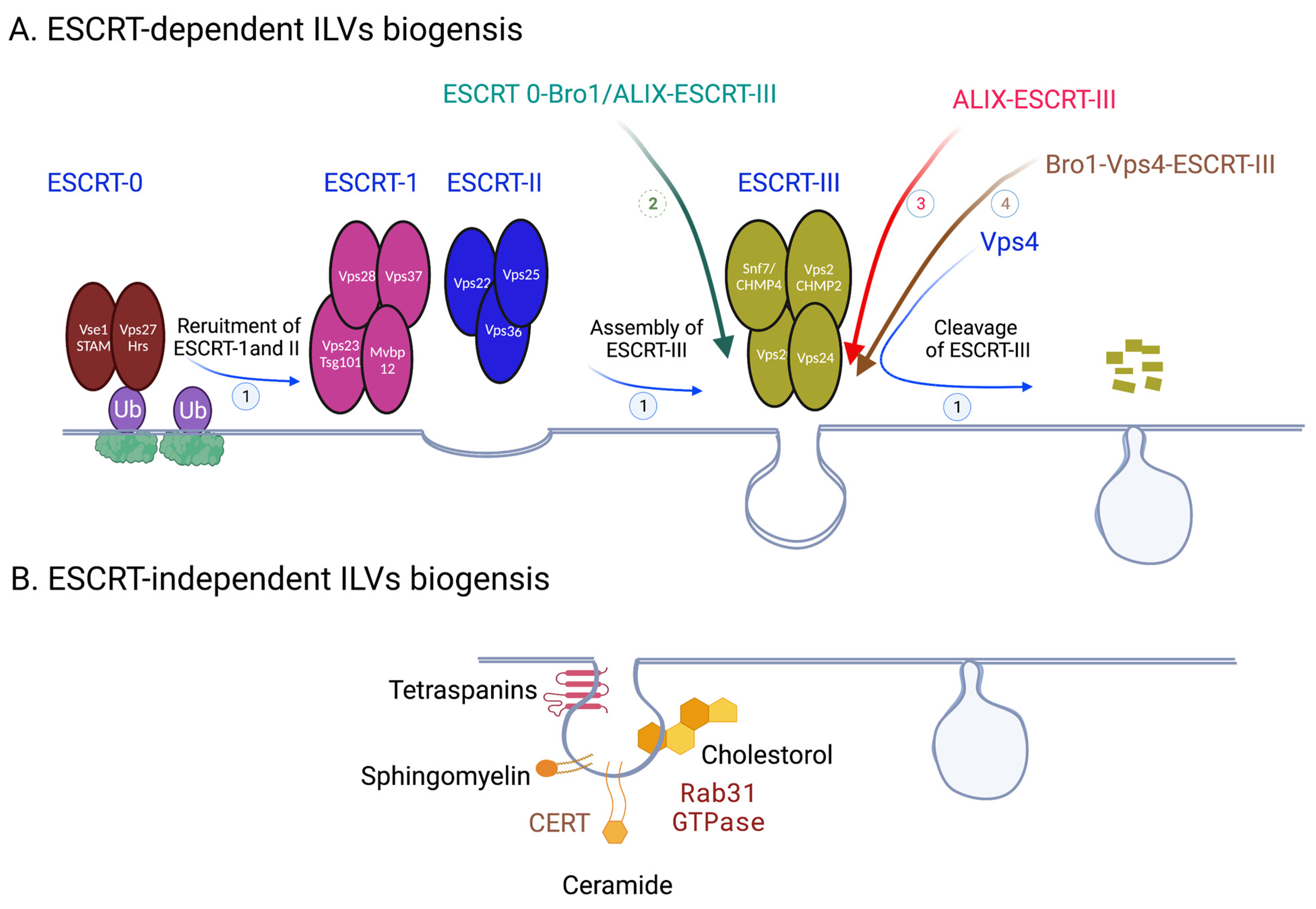 The Machinery of Exosomes: Biogenesis, Release, and Uptake