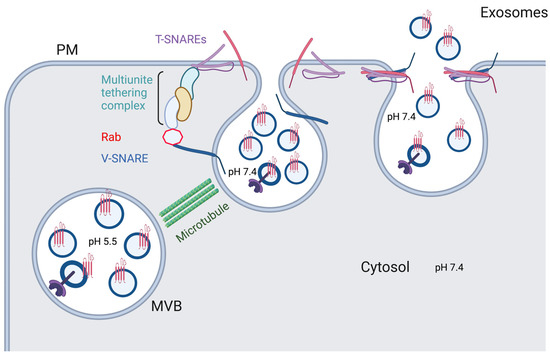 The Machinery of Exosomes: Biogenesis, Release, and Uptake