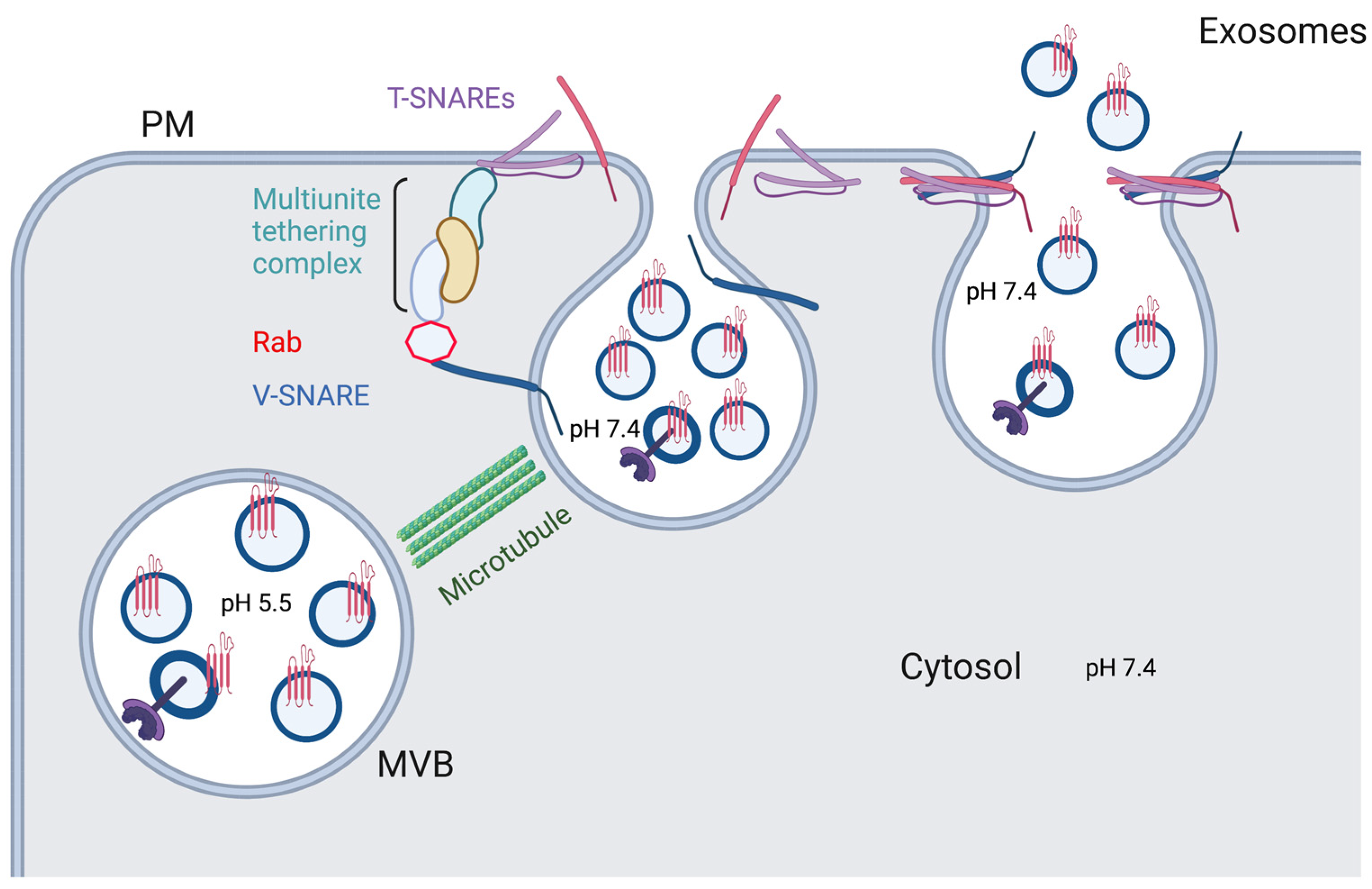 The Machinery of Exosomes: Biogenesis, Release, and Uptake