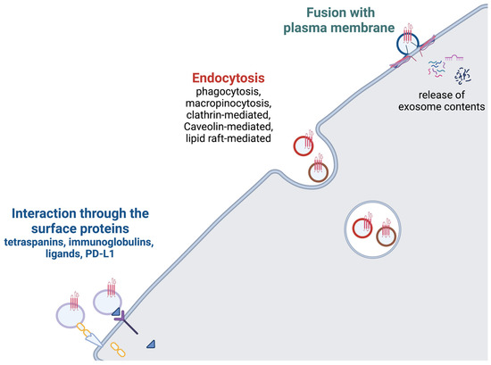 The Machinery of Exosomes: Biogenesis, Release, and Uptake