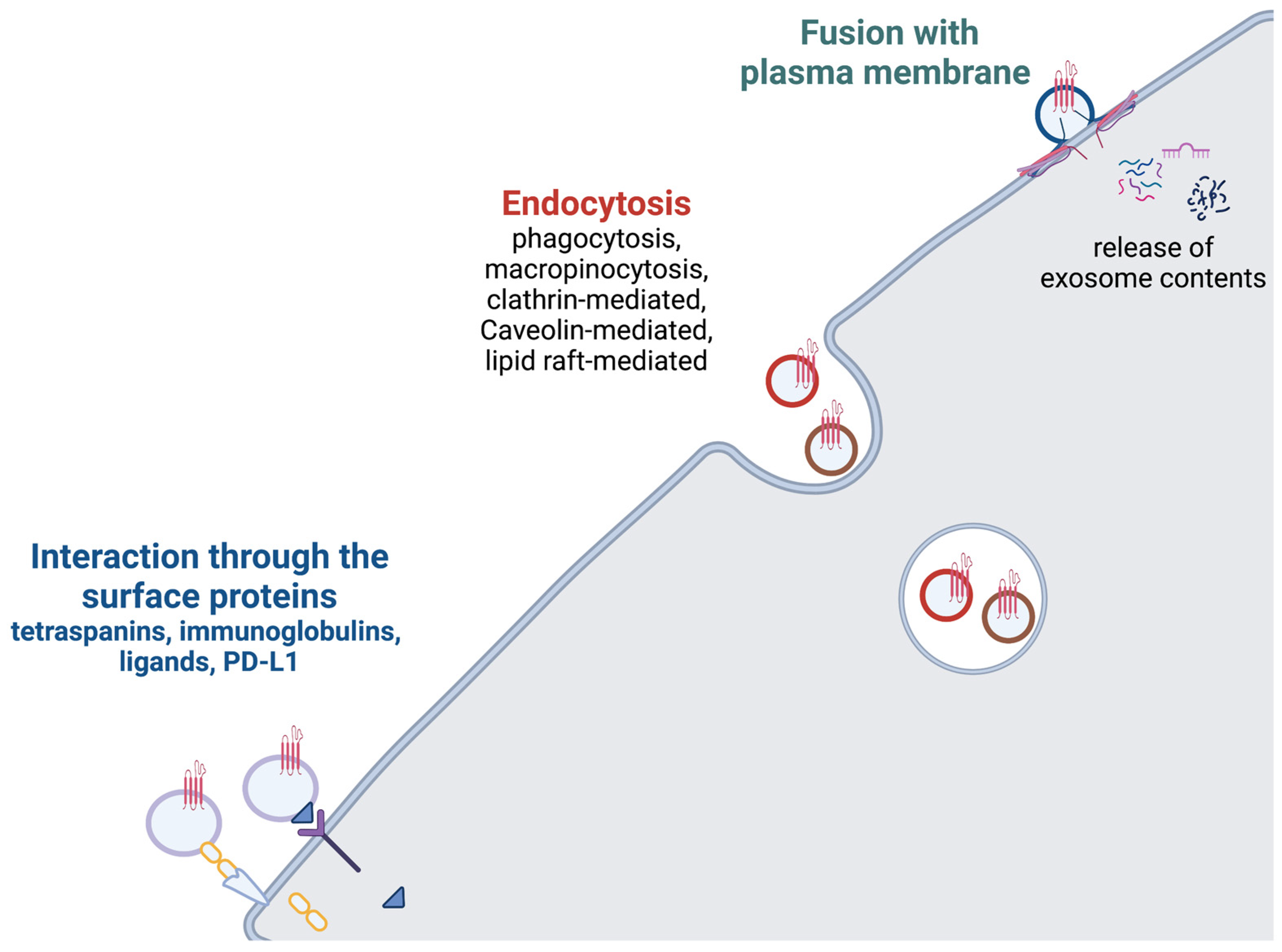 The Machinery of Exosomes: Biogenesis, Release, and Uptake