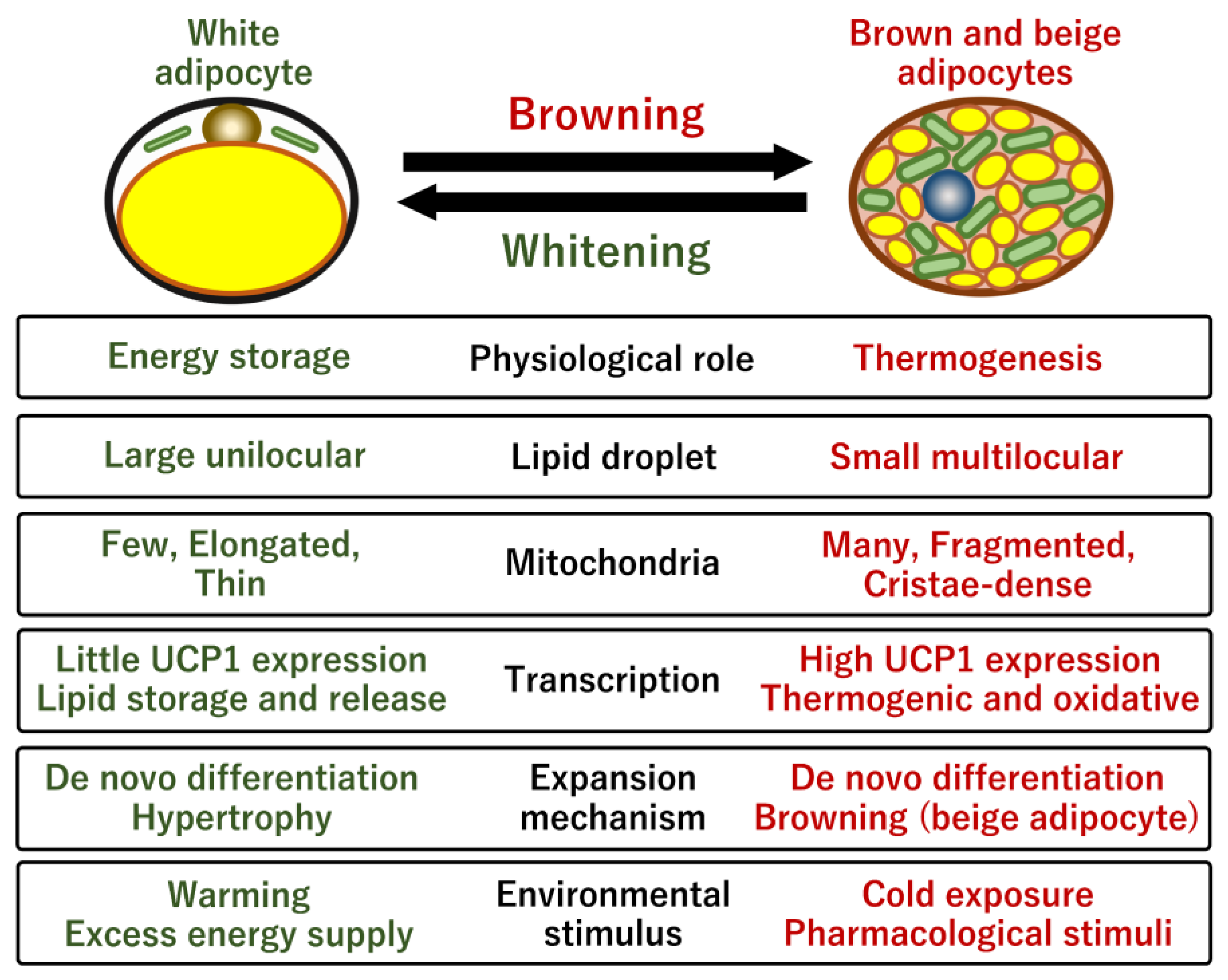 Ijms Free Full Text Mitochondrial Energy Metabolism In The