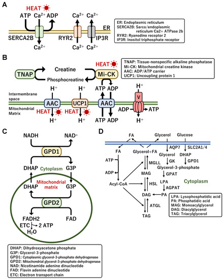 IJMS | Free Full-Text | Mitochondrial Energy Metabolism in the Regulation of Thermogenic Brown ...