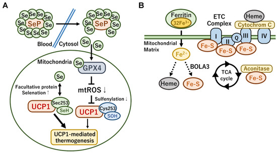 IJMS | Free Full-Text | Mitochondrial Energy Metabolism in the Regulation of Thermogenic Brown ...