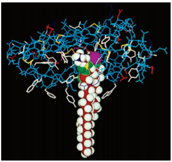 IJMS | Free Full-Text | The Phospholipase A2 Superfamily: Structure, Isozymes, Catalysis ...