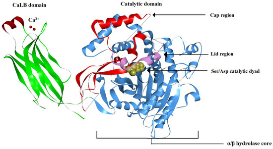 IJMS | Free Full-Text | The Phospholipase A2 Superfamily: Structure, Isozymes, Catalysis ...