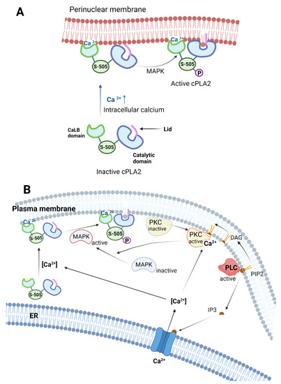 The Phospholipase A2 Superfamily: Structure, Isozymes, Catalysis ...