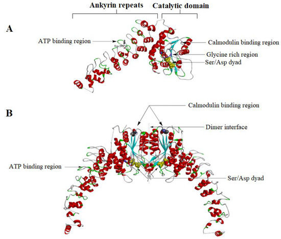 IJMS | Free Full-Text | The Phospholipase A2 Superfamily: Structure, Isozymes, Catalysis ...