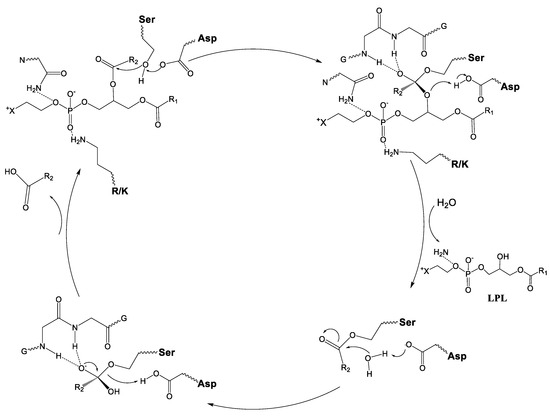 The Phospholipase A2 Superfamily: Structure, Isozymes, Catalysis ...