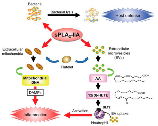 IJMS | Free Full-Text | The Phospholipase A2 Superfamily: Structure, Isozymes, Catalysis ...
