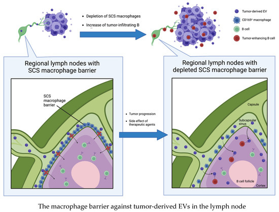 Extracellular Vesicles Are Important Mediators That Regulate Tumor ...