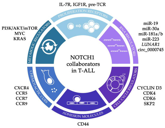 Notch Partners in the Long Journey of T-ALL Pathogenesis