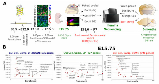 Neuronal Dot1l Activity Acts as a Mitochondrial Gene-Repressor ...