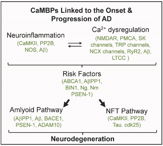 Calmodulin and Amyloid Beta as Coregulators of Critical Events during the Onset and Progression ...