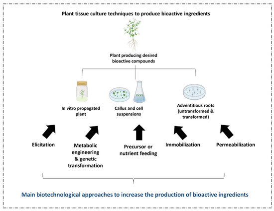 IJMS | Free Full-Text | Biotechnological Approaches to Producing ...