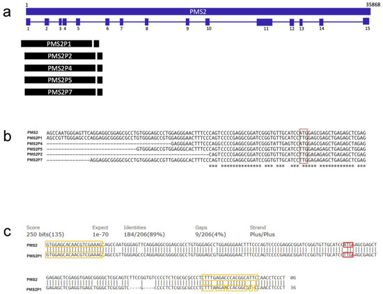 A Pathogenic Variant Reclassified to the Pseudogene PMS2P1 in a Patient ...