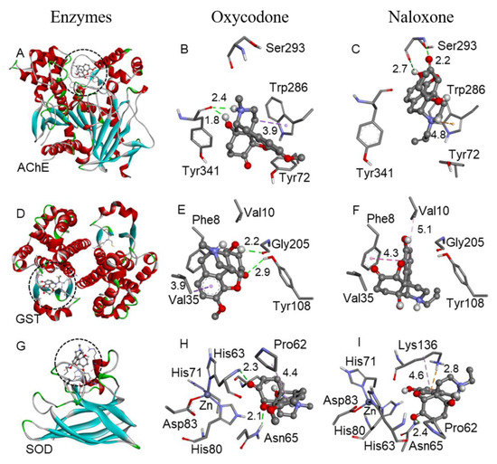 Assessment of Neurotoxic Effects of Oxycodone and Naloxone in SH-SY5Y ...