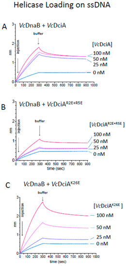 Structural Insights of the DciA Helicase Loader in Its Relationship ...