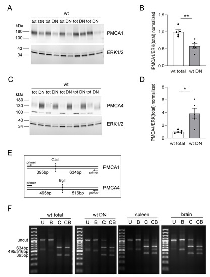 Ca2+ Homeostasis by Plasma Membrane Ca2+ ATPase (PMCA) 1 Is Essential ...