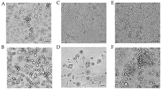 The Monocytic Cell Line THP-1 as a Validated and Robust Surrogate Model ...