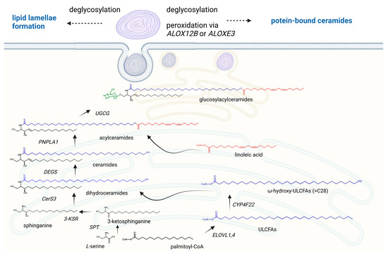 Sphingosine 1-Phosphate as Essential Signaling Molecule in Inflammatory ...