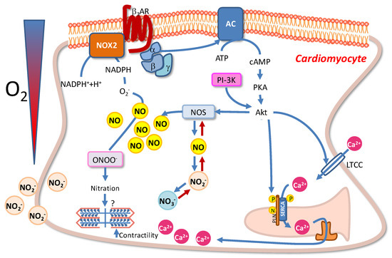 Cardiac Hypoxia Tolerance in Fish: From Functional Responses to Cell ...