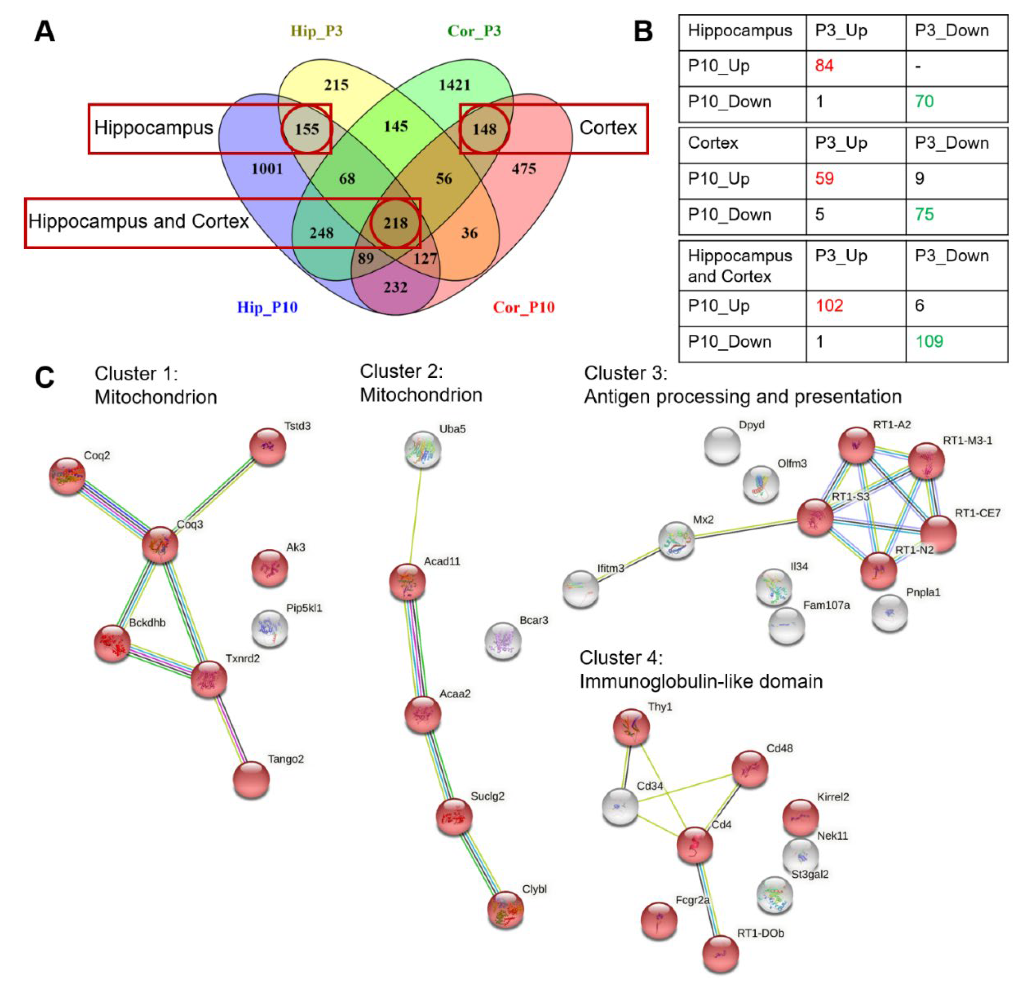The Rat Brain Transcriptome: From Infancy to Aging and Sporadic ...