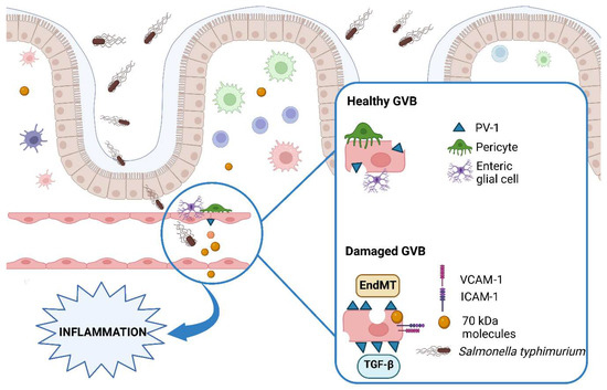 The Gut–Vascular Barrier as a New Protagonist in Intestinal and ...